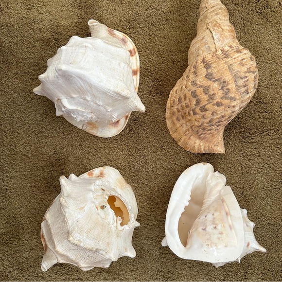 Accents | King Helmet Large Cassis Cornuta And Tritons Trumpet Shells ...